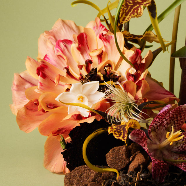 Eau de Parfum Dandy or not. G.A. | Unisex Woody Fragrance – Maison D'ORSAY